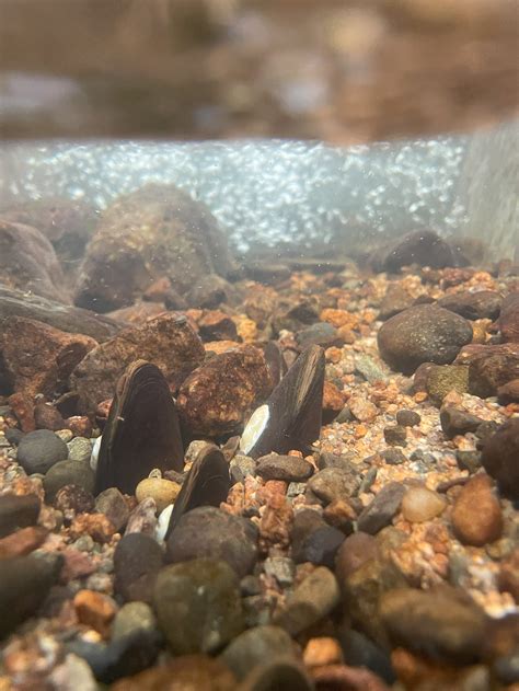Conservation In Action And Freshwater Pearl Mussel Species Recovery At