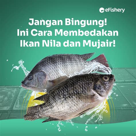 This Is How To Differentiate Tilapia And Mujair