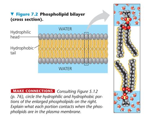 Chapter Membrane Structure And Function Flashcards Quizlet