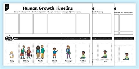 Editable Human Growth Timeline Worksheet Twinkl