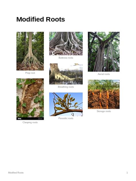 What Are Modified Roots At Douglas Byrd Blog