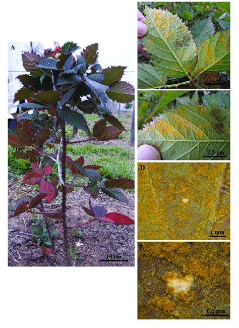 Rubus Sp With Rust Fungi A Rust Symptoms B C Leaf Parasitized With Download Scientific
