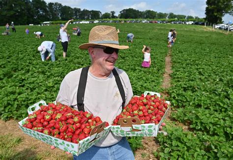 Best Strawberry Picking Places In Westminster California Enjoy A