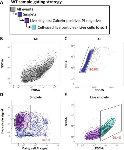Fig 2 [facs Gating Strategy For Live ] Whole Body Regeneration Ncbi Bookshelf