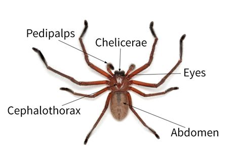 Spider Anatomy Diagram