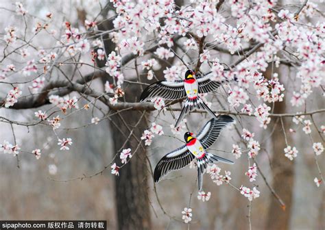 北京奥森春色