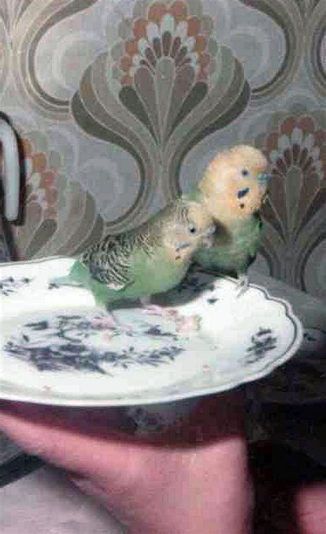 Marie Pipsi Burli Franz Kellner Storyone