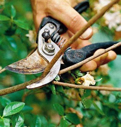 How To Prune Small Trees And Shrubs