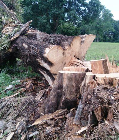 Tree Removal Sunshine Coast Sunshine Coast Tree Lopping Caloundra