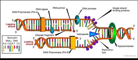 Understanding The Process Of Dna Replication Labeled Diagram