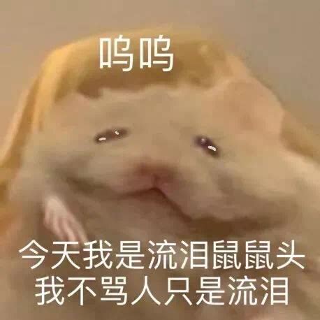 变形小仓鼠呜呜 今天我是流泪鼠鼠头 我不骂人只是流泪表情包图片gif动图 求表情网 斗图从此不求人