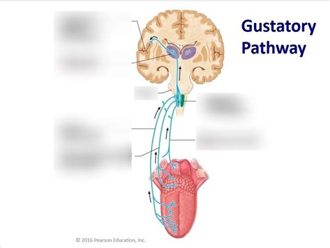 Gustatory Cortex And Thalamus