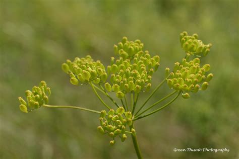 Pei Invasive Species Council Wild Parsnip