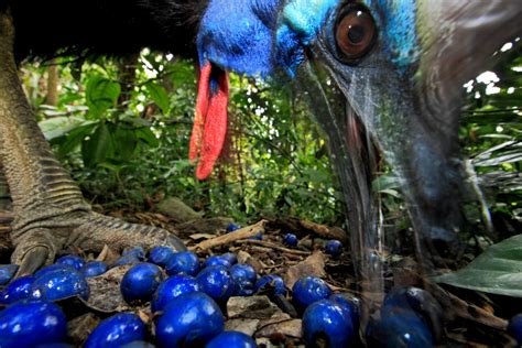 Diet Cassowaries And Kakapos