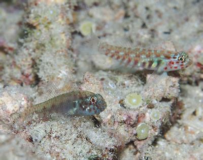 コジカイソハゼ イソハゼ属の1種 アカホシイソハゼ アオイソハゼ 奄美大島