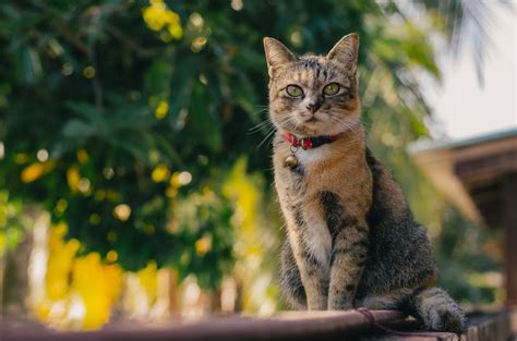 7 Surprising Facts About Tabby Cats Vet Reviewed Genetics Traits