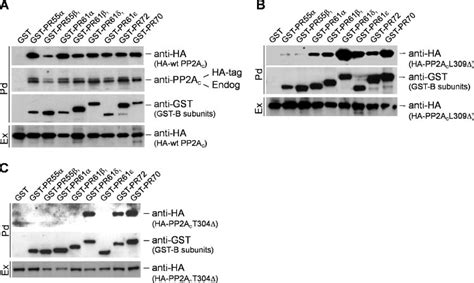 Impact Of Pp2a C C Terminal Deletions On The Formation Of Different