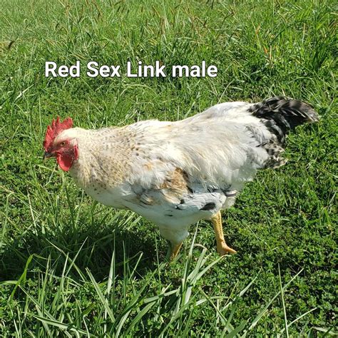 Red Sex Link Chickens For Backyards