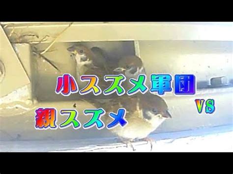 ヒナの居る巣に乱入する小スズメ軍団 vs 親スズメ Little devils YouTube