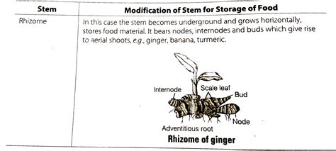 Describe Various Stem Modifications Associated With Food Storage Climbing And Protection