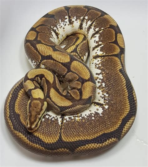 spider ball python by loxahatchee herp hatchery