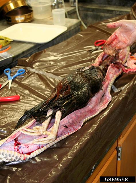 Burmese Python Python Molurus Ssp Bivittatus Burmese Python Python Molurus Ssp Bivittatus