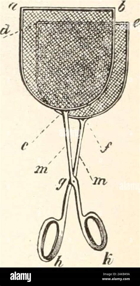 Directions For Collecting And Preserving Insects Fig 78 —ox Bot Fly