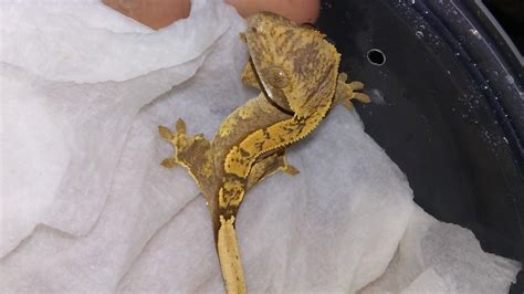 308 Best Pangea Images On Pholder Map Porn Interestingasfuck And Crested Gecko