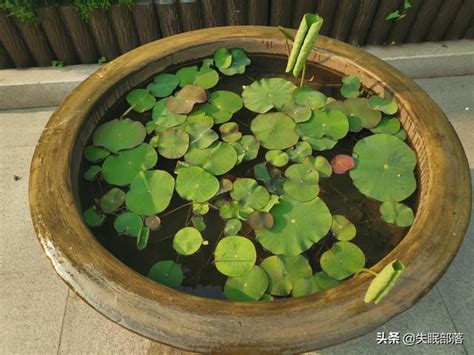 上海寧國禪寺一隅攬春入夏看美景 每日頭條