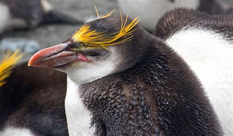 King Penguin Facts Diet And Habitat Information