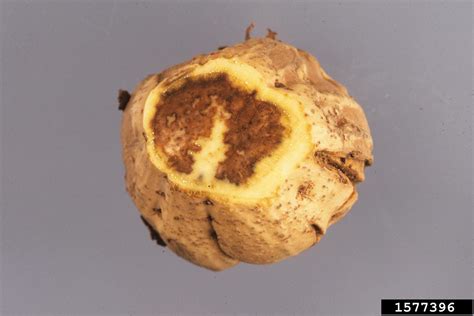 Pythium Root And Stem Rot Pythium Scleroteichum