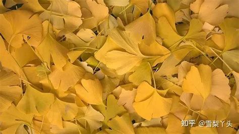 秋天天气转凉的暖心文案凉风习习扫暑气天凉莫忘添衣裳 知乎