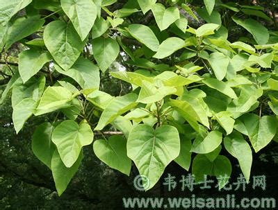 泡桐 庭园植物 韦博士花卉网