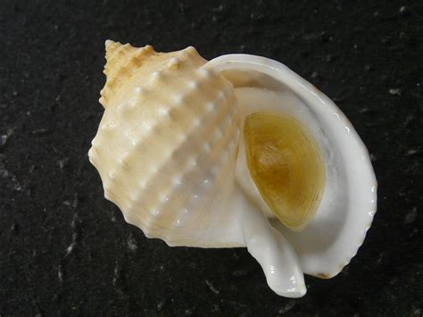 カブトウラシマw o 貝殻標本店F