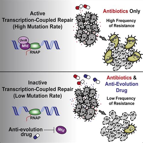 “anti Evolution Drugs” Could Offer New Strategy Against Antimicrobial