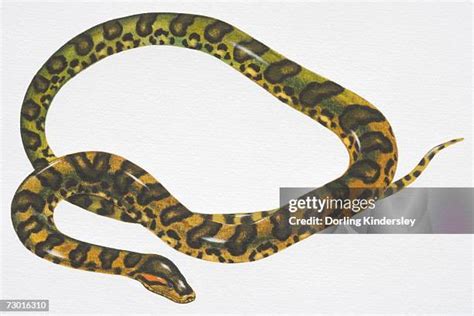 Anaconda Pattern Photos And Premium High Res Pictures Getty Images