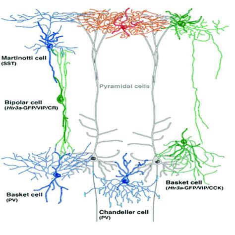 Pdf Gabaergic System Dysfunction And Challenges In Schizophrenia Research