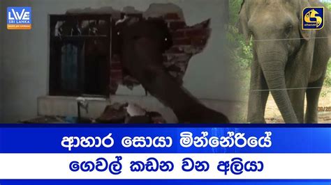 ආහාර සොයා මින්නේරියේ ගෙවල් කඩන වන අලියා Youtube