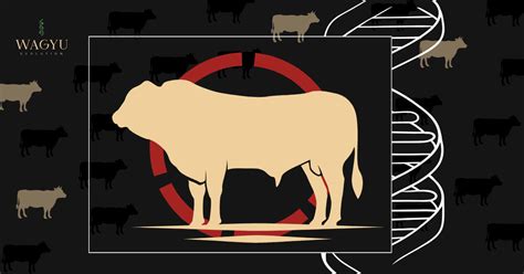Genetic Improvement And Selection Strategies For Wagyu Cattle Wagyu Evolution