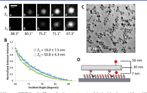 Figure 1 From High Precision Tracking With Non Blinking Quantum Dots Resolves Nanoscale Vertical
