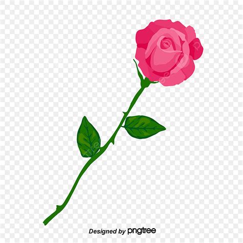 붉은 장미 붉은 장미 클립아트 빨간색 장미 Png 일러스트 및 Psd 이미지 무료 다운로드 Pngtree