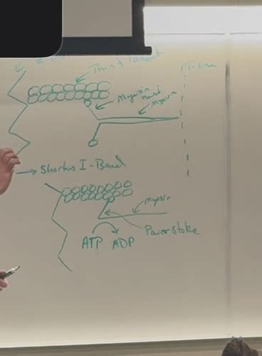 As 241 Lecture Quiz 3 Flashcards Quizlet