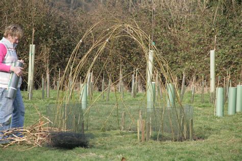 Willow Den And Log Ring Hartwell Pocket Park Ashwood Acre