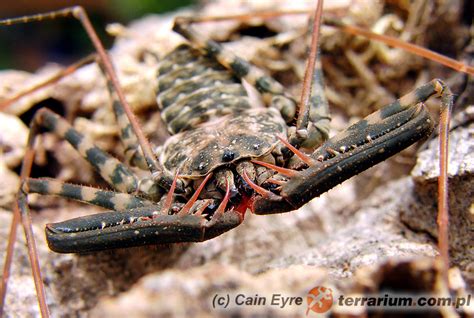 Charon Grayi Amblypygi Tępoodwłokowce Gatunki Gatunki Terrarium Pl