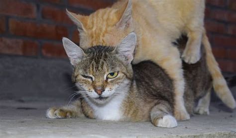 Why Do Cats Scream When Mating Heres The Reason