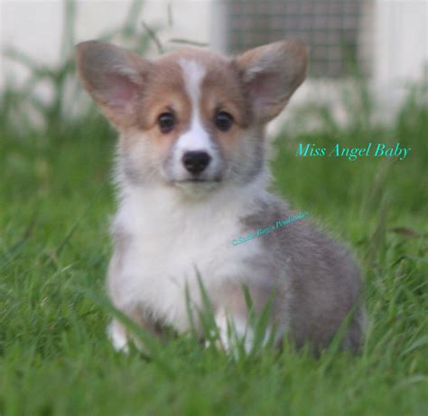 Sadie Bugs Pembroke Welsh Corgi Puppies Akc Registered Pembroke Welsh