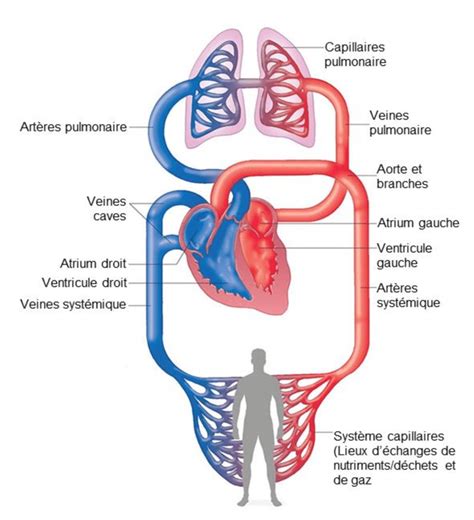 Circulation Pulmonaire Pour Enfants Hot Sex Picture