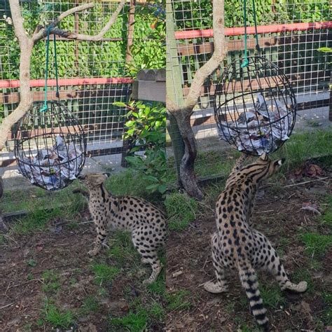 Creative Hanging Basket Ball Display