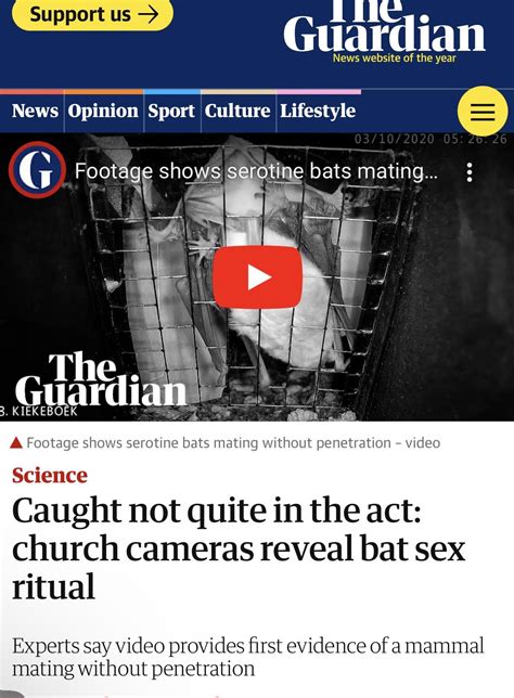 Church Cameras Reveal Bat Sex Ritual R BrandNewSentence