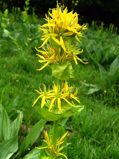 Hydrangea Arborensis Organic Tincture — Black Dirt Farm